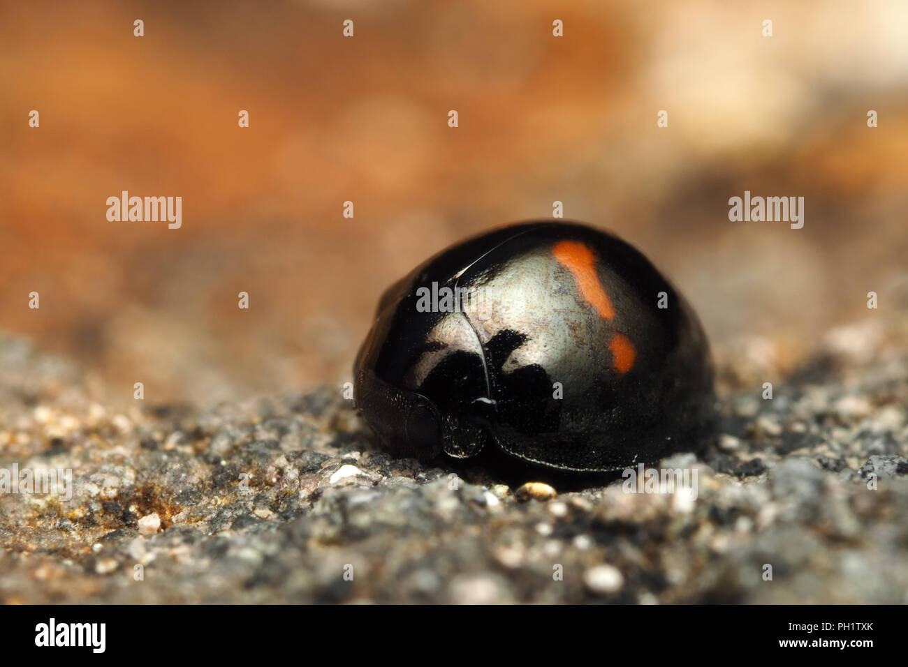 Heather ladybird resting on rock hi-res stock photography and images ...