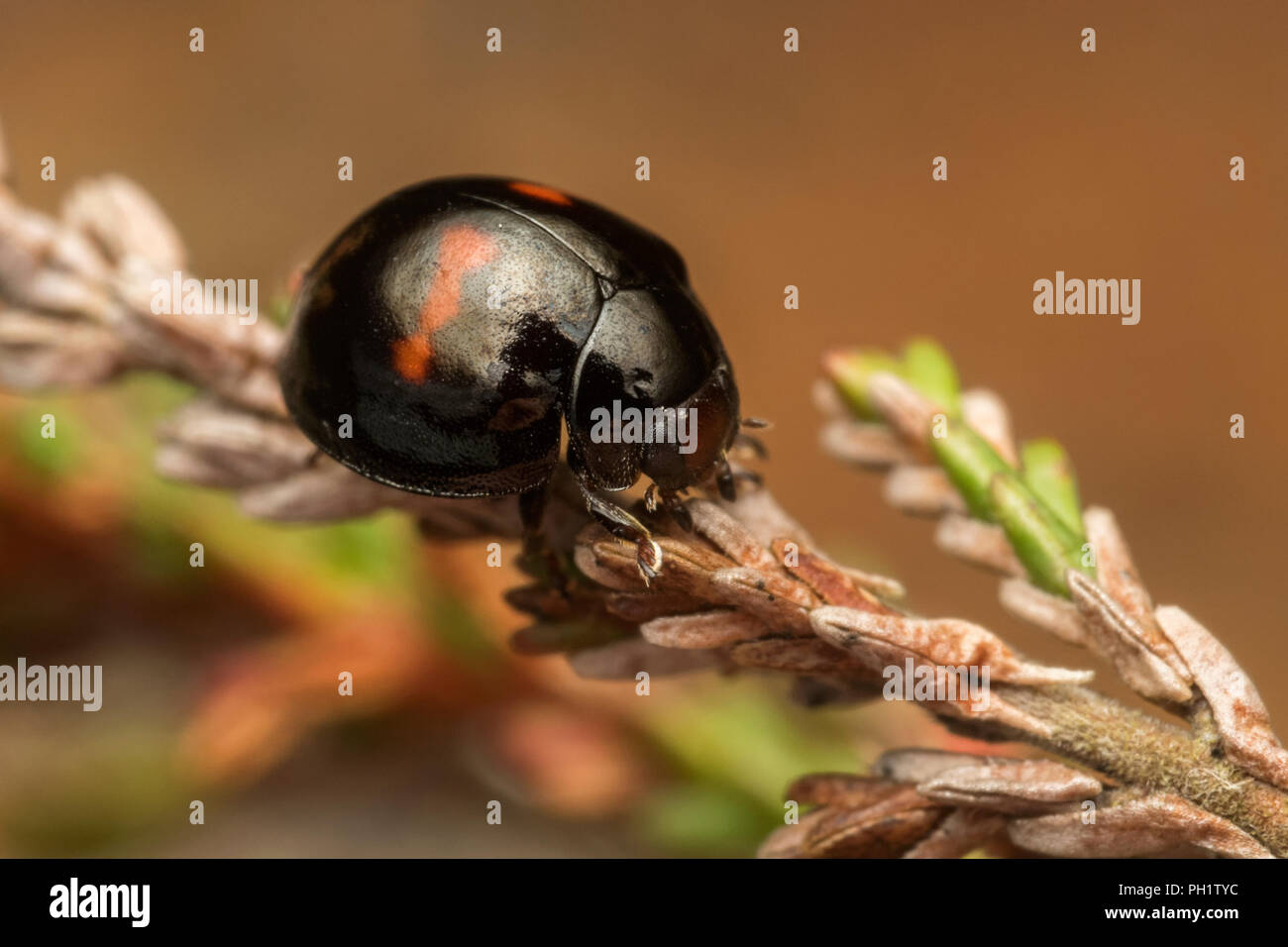 Heather Ladybird (Chilocorus bipustulatus) walking along heather stem ...