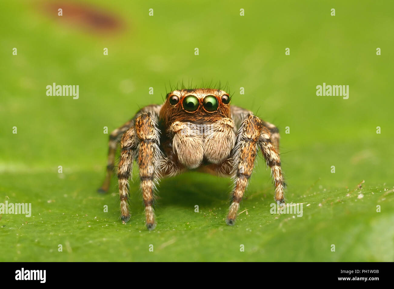 Jumping spider (Evarcha falcata) on bramble leaf. Tipperary, Ireland ...