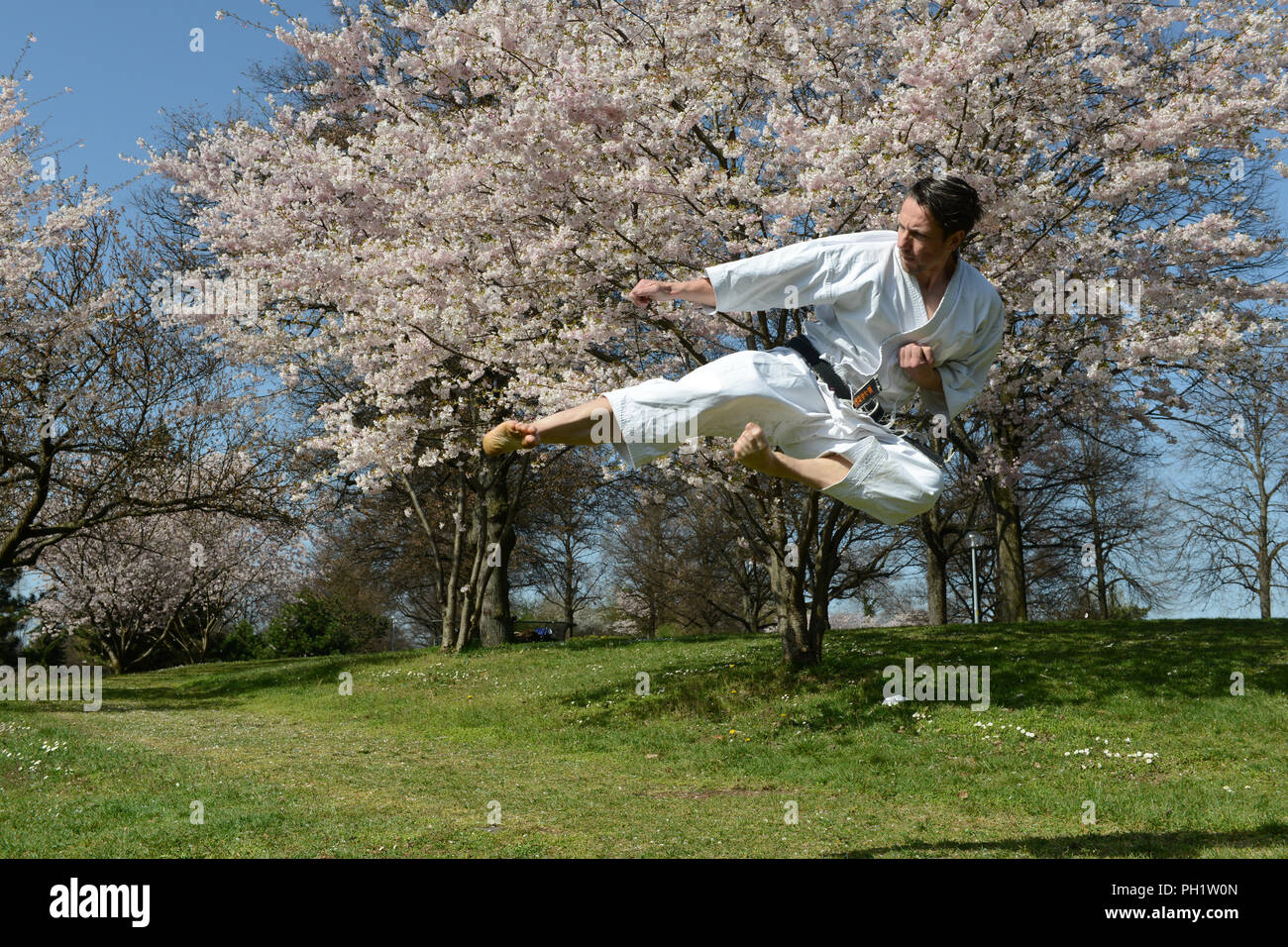 Karate Master showing his art in front of a blooming cherry tree Stock ...