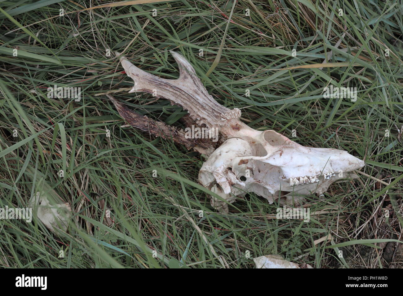 Skull with horns Stock Photo - Alamy