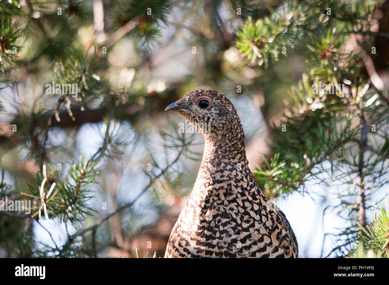 Partridge calendar photos hi-res stock photography and images - Alamy