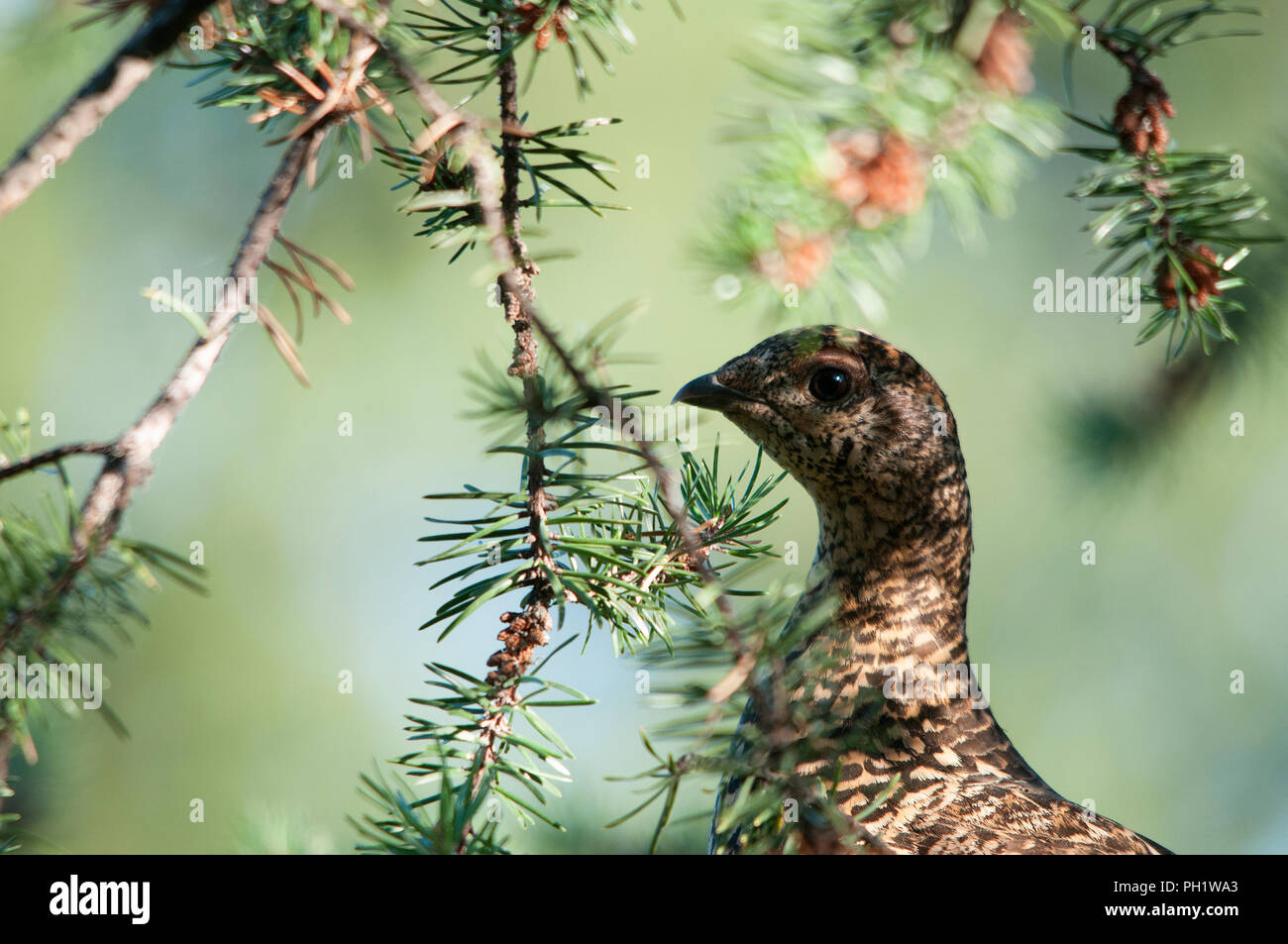 Partridge bird head close up with a bokeh background and foliage in its ...