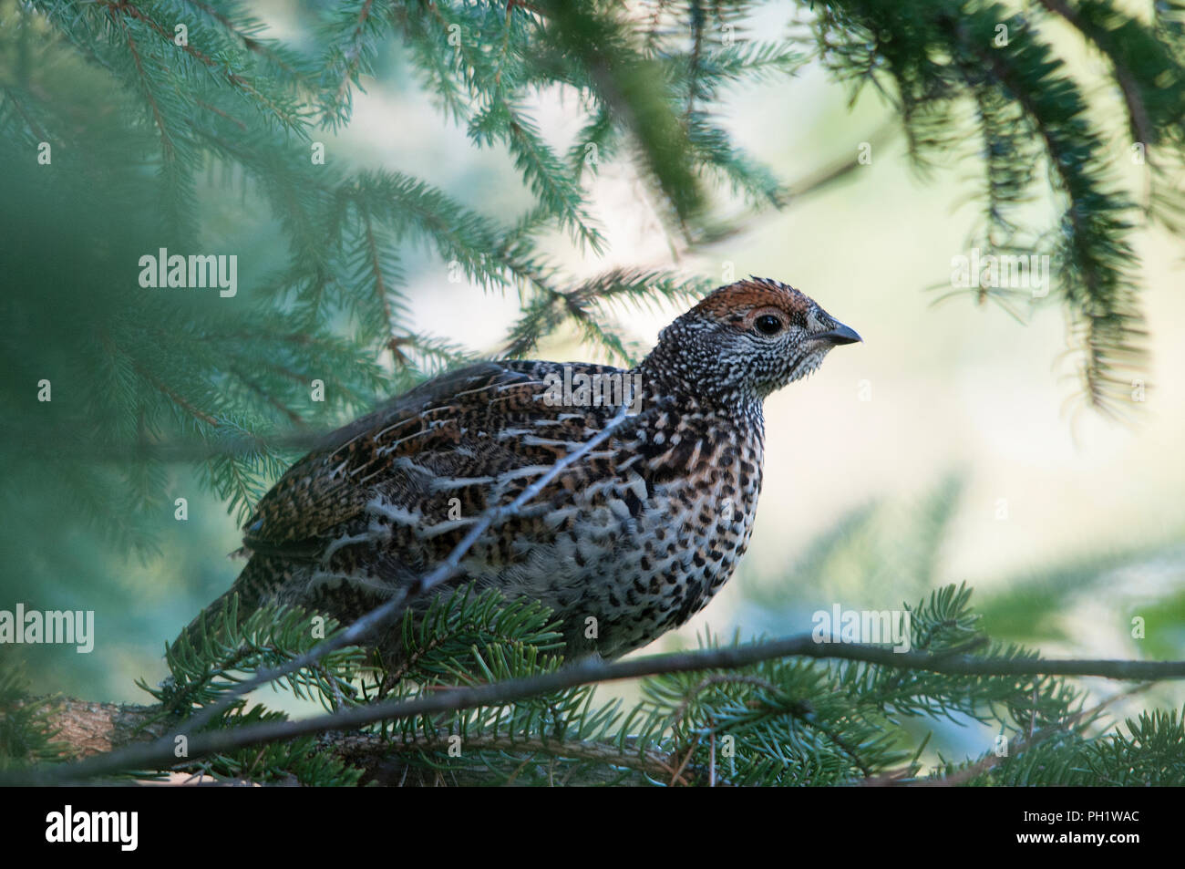 Partridge attractive bird hi-res stock photography and images - Alamy