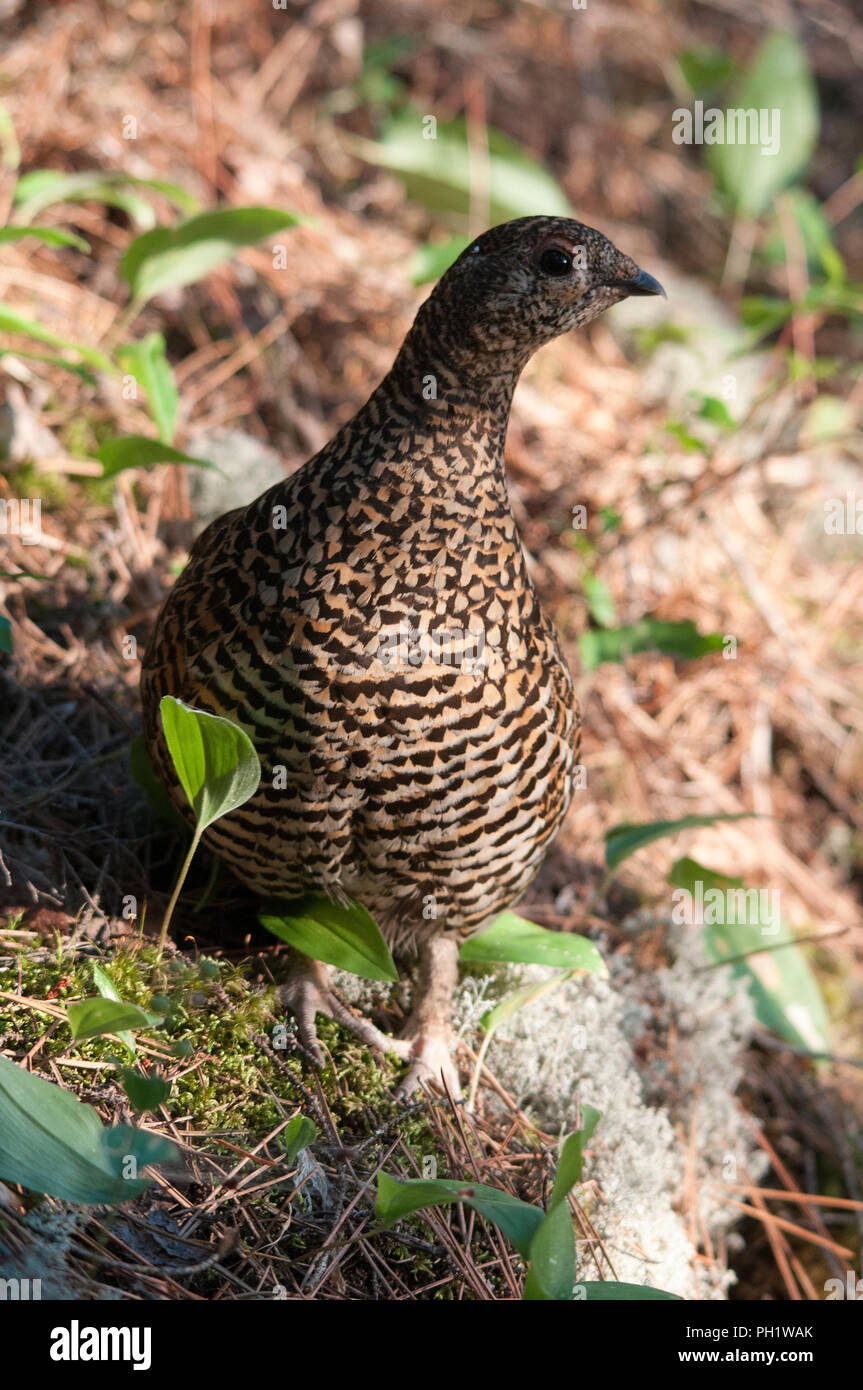 Partridge bird hi-res stock photography and images - Alamy