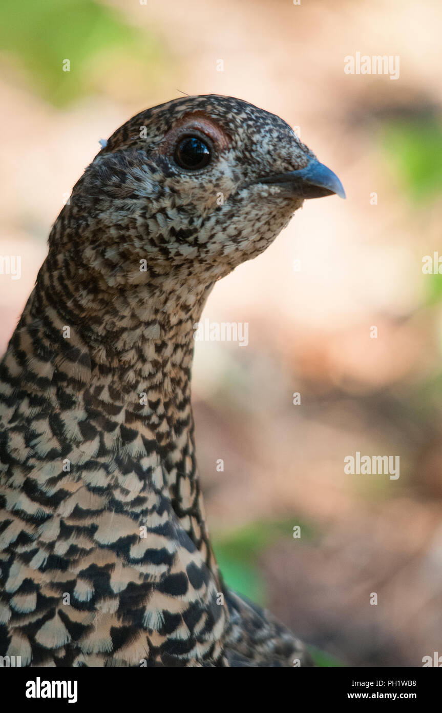Partridge bird head close up with a bokeh background in its environment ...