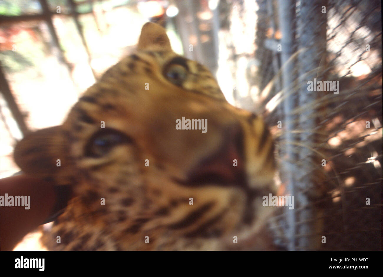 Leopard in a predatory farm in Florida, USA Stock Photo - Alamy