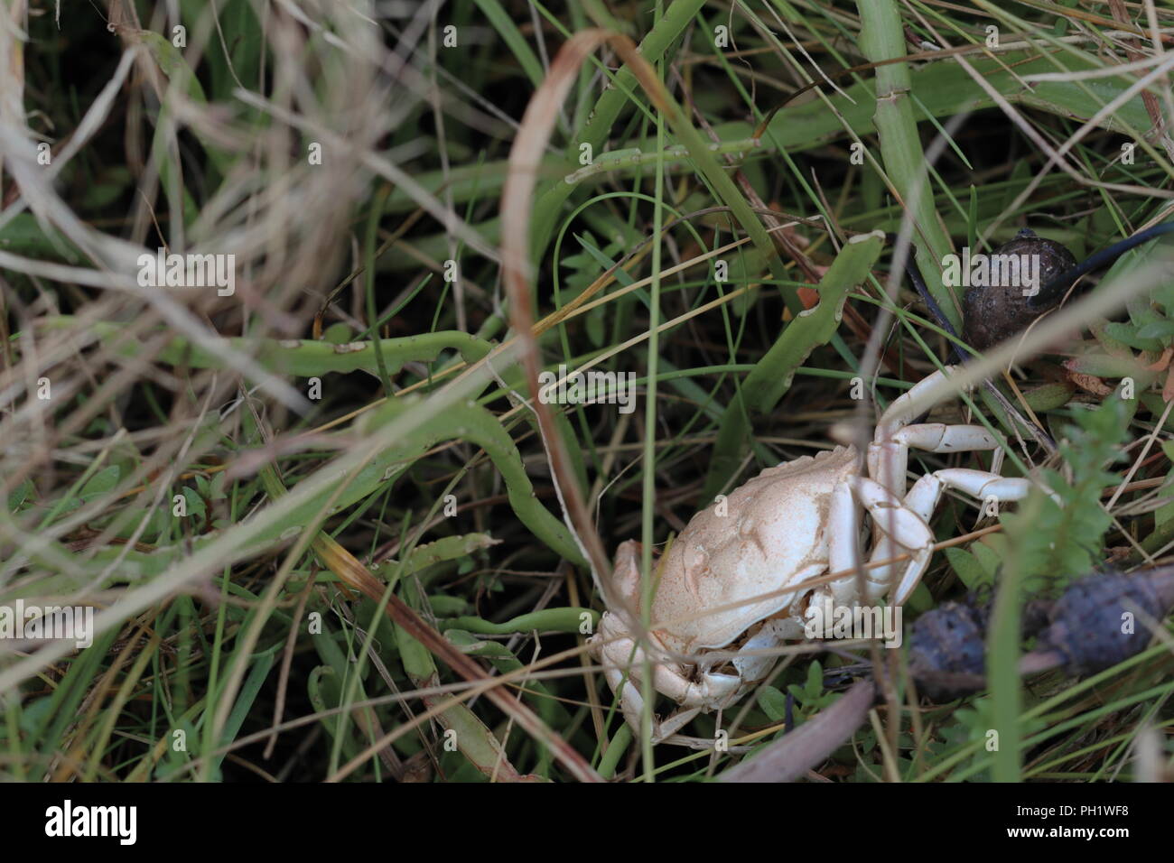 Dried crab hi-res stock photography and images - Alamy