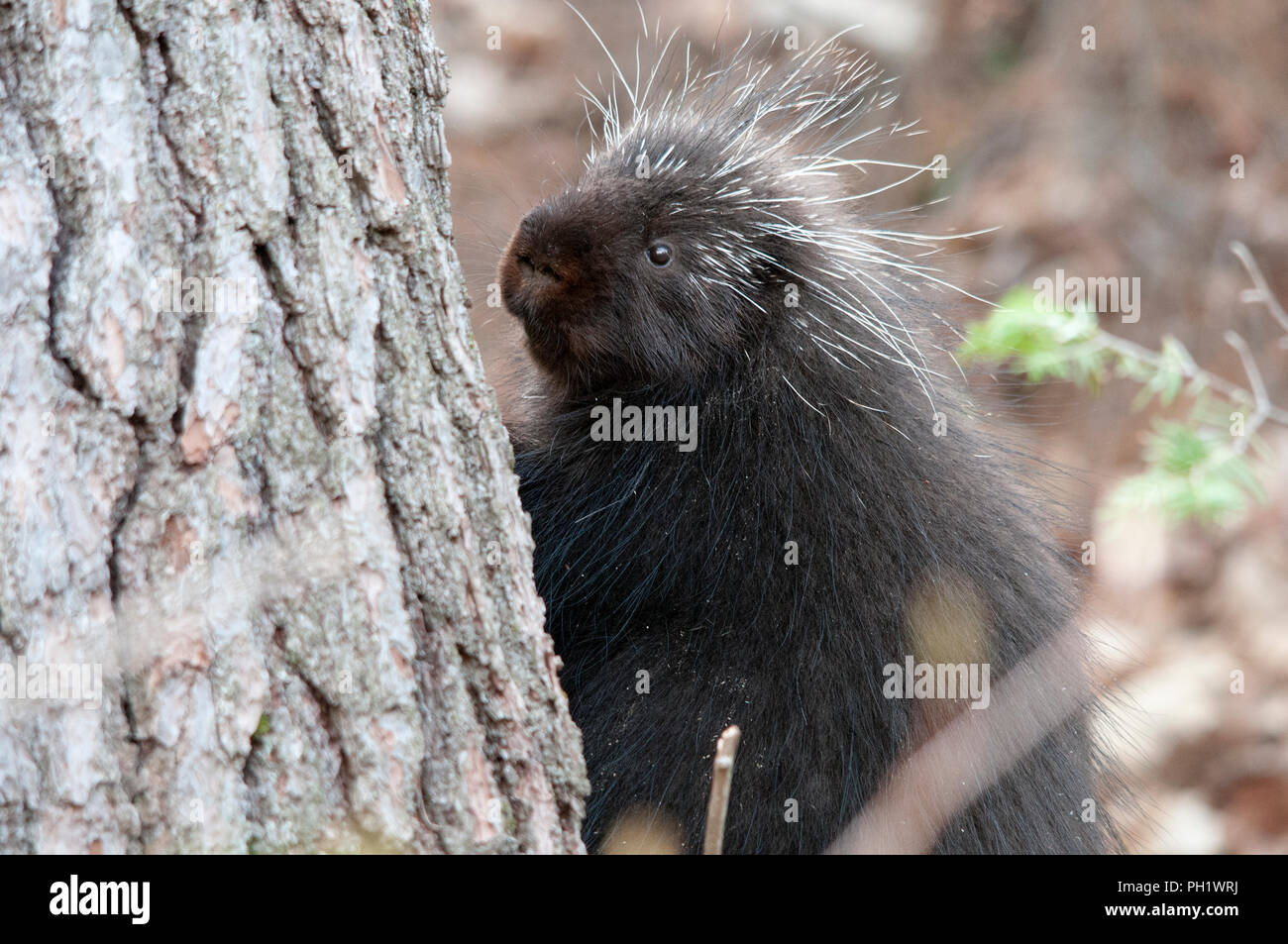 Coats of sharp spines hi-res stock photography and images - Alamy