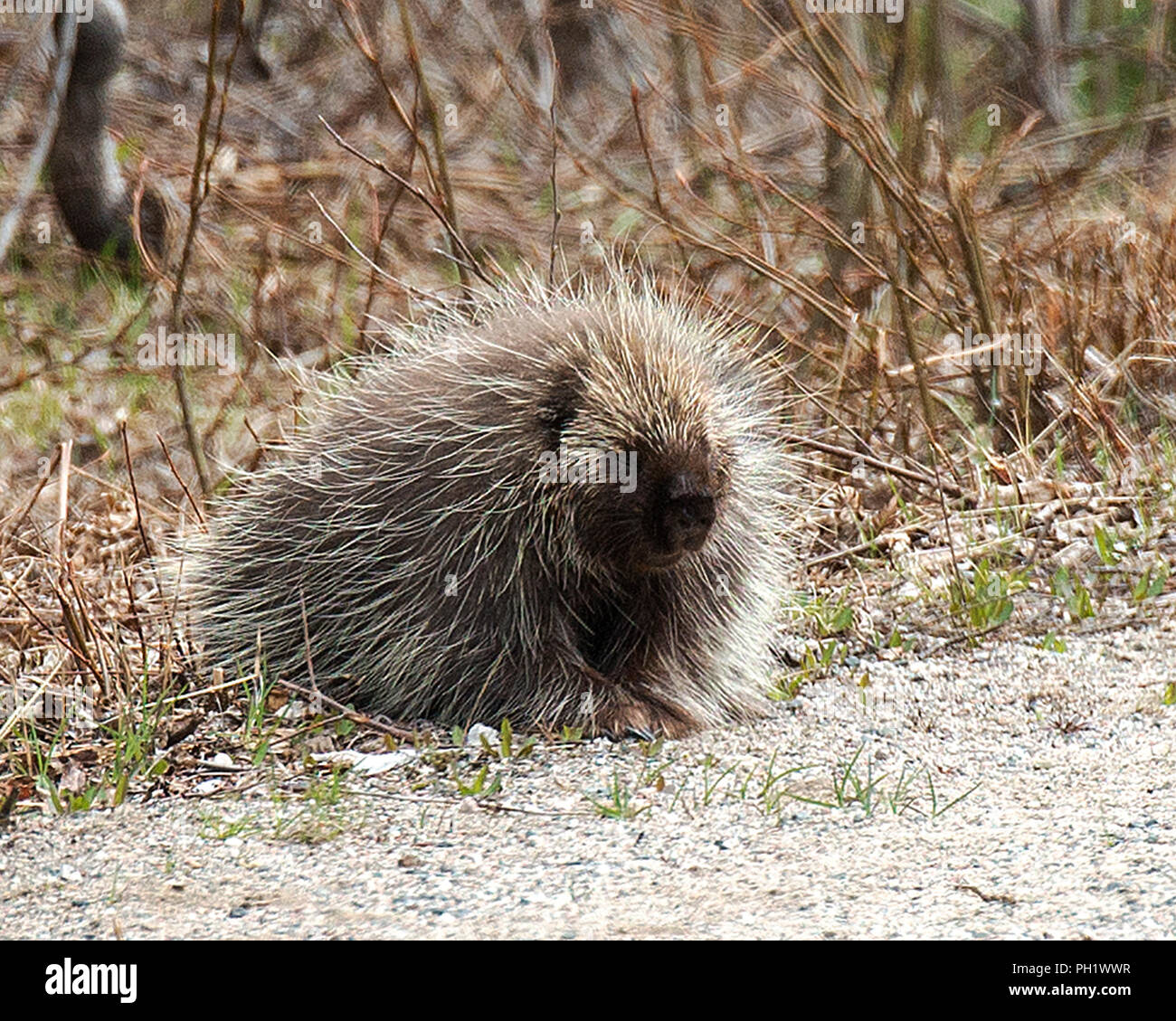 Close up porcupine quills hi-res stock photography and images - Alamy