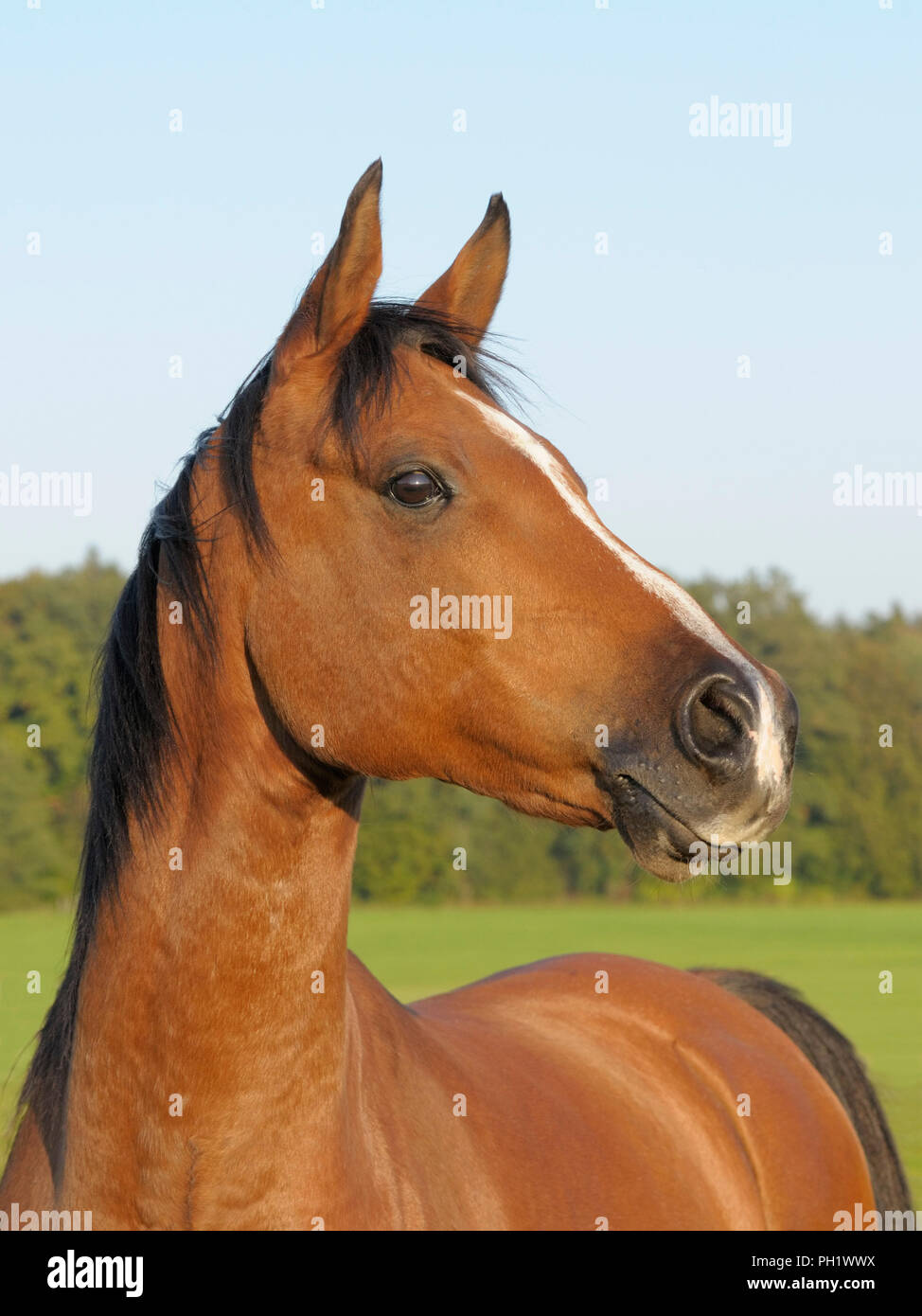 Purebred Arabian horse Stock Photo - Alamy