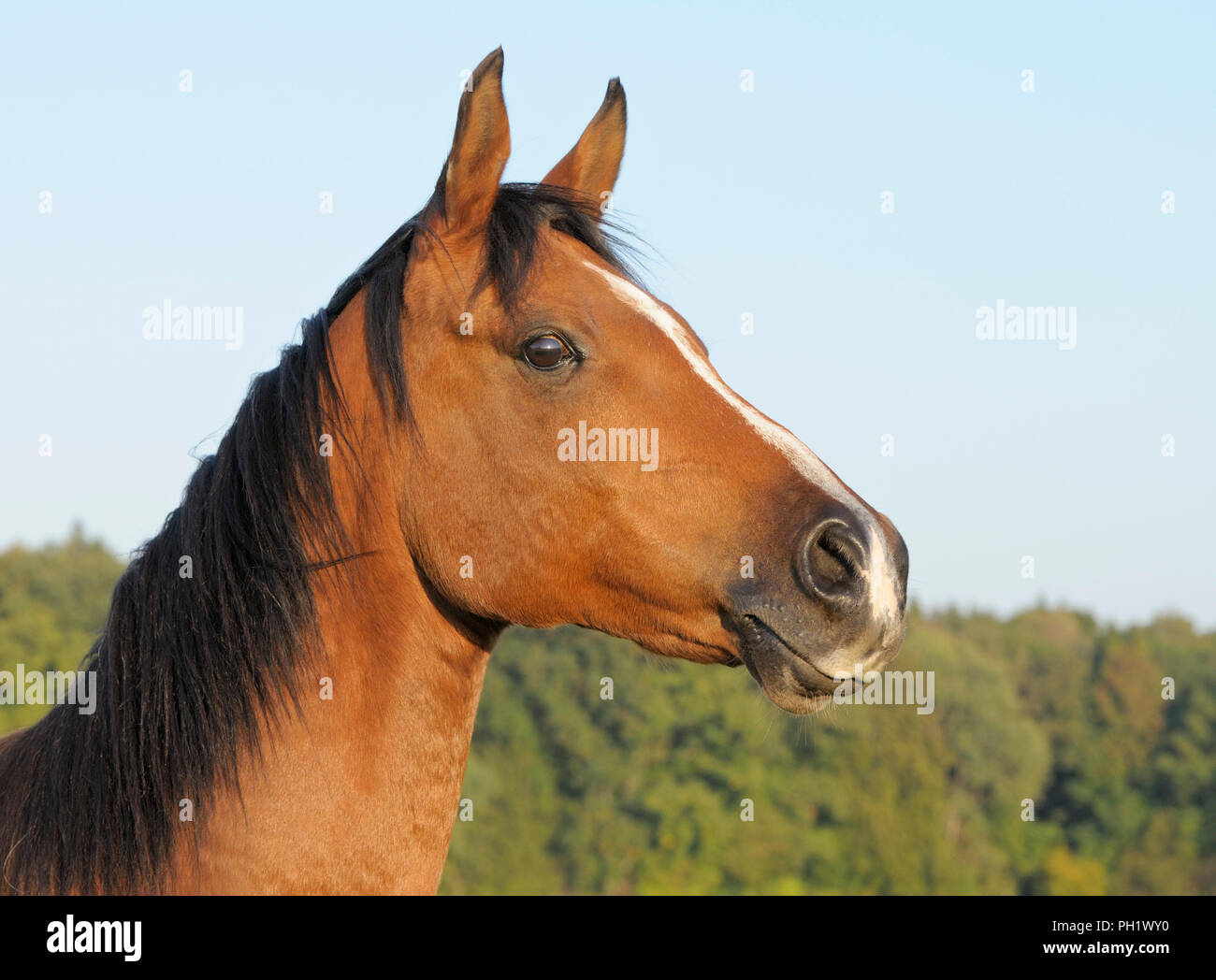 Purebred Arabian horse Stock Photo - Alamy