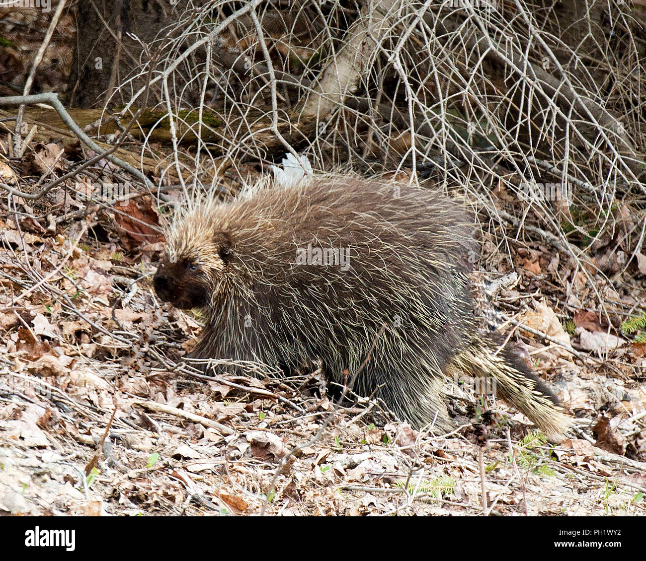 Close up porcupine quills hi-res stock photography and images - Alamy