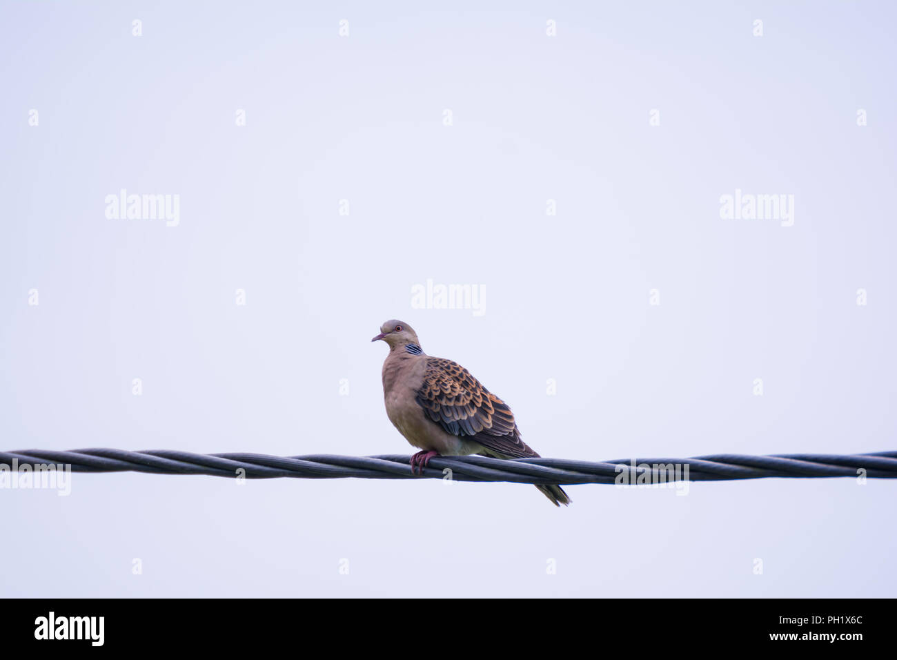 Stock dove rain hi-res stock photography and images - Alamy