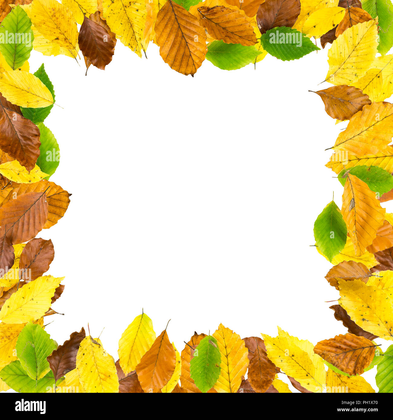 Square border frame of autumn leaves over white background Stock Photo ...