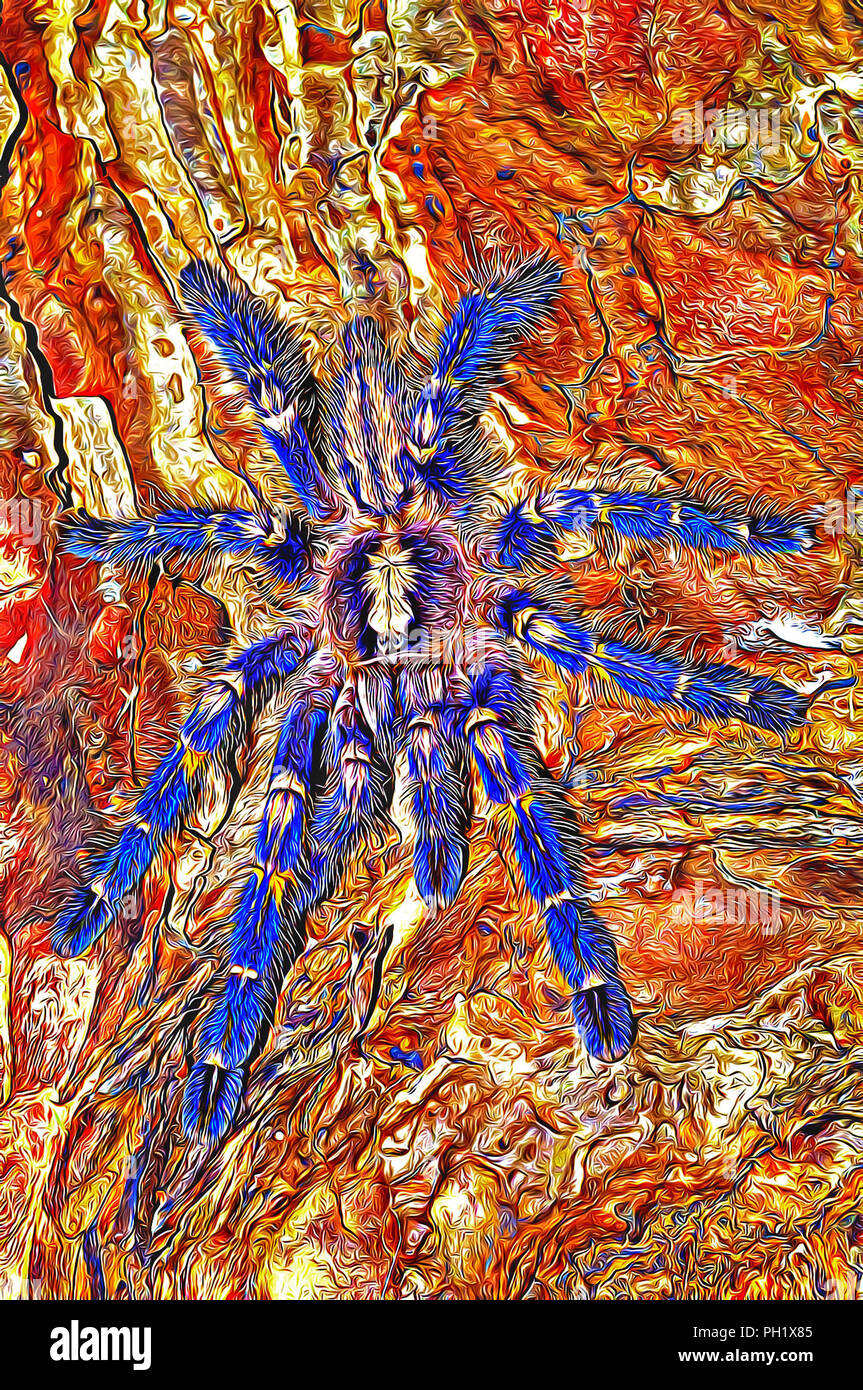 Gooty Sapphire Ornamental Tree Spider (digital art Stock Photo - Alamy