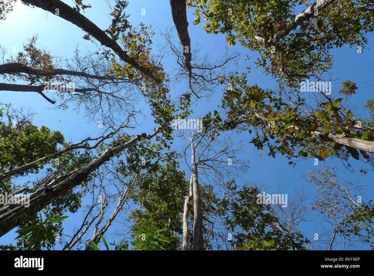 Trees tall green rising background view hi-res stock photography and ...