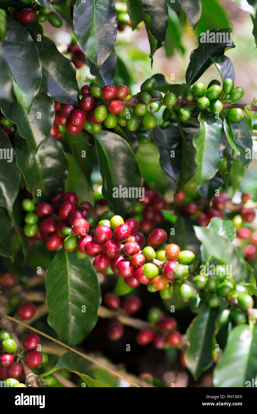 Coffee Plant. Red Coffee Beans on a Branch of Coffee Tree Stock Photo ...