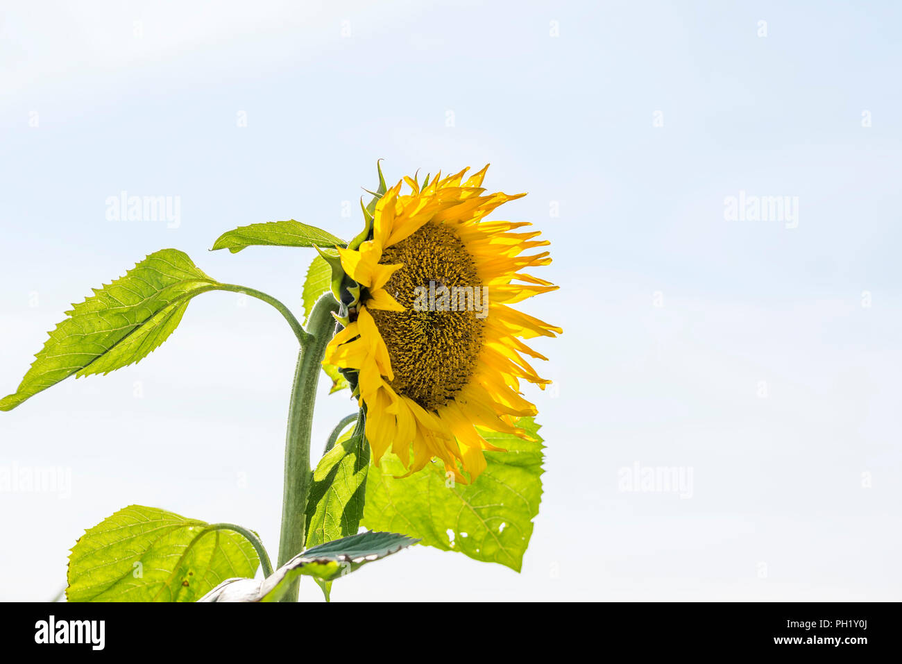 Single yellow sunflower or Helianthus against a pale blue sky with ...