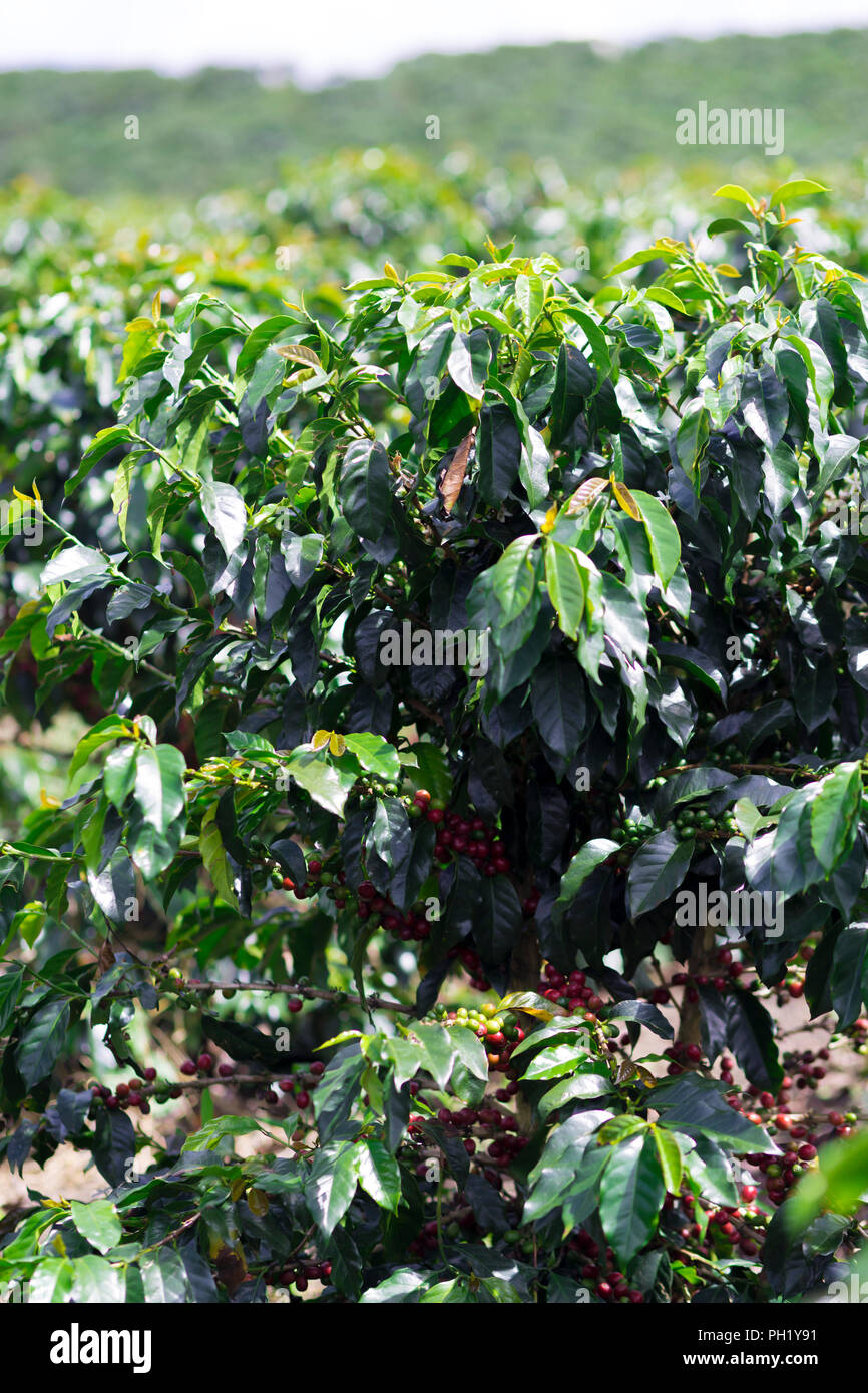 Coffee Plant. Red Coffee Beans on a Branch of Coffee Tree Stock Photo ...
