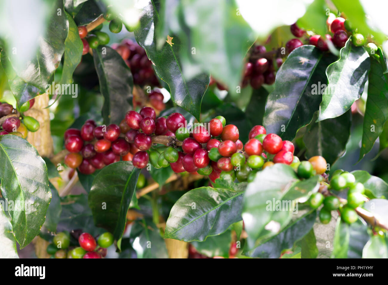 Coffee Plant. Red Coffee Beans on a Branch of Coffee Tree Stock Photo ...