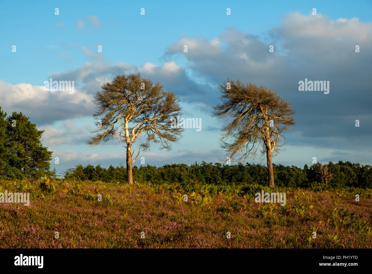 Two Old Pine Trees with Side Lighting at Bratley View The New Forest ...
