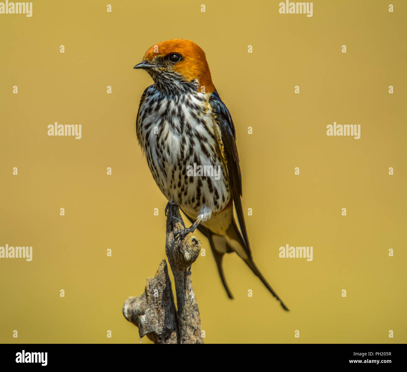 A beautiful lesser striped South African Swallow in Mankwe hide in ...