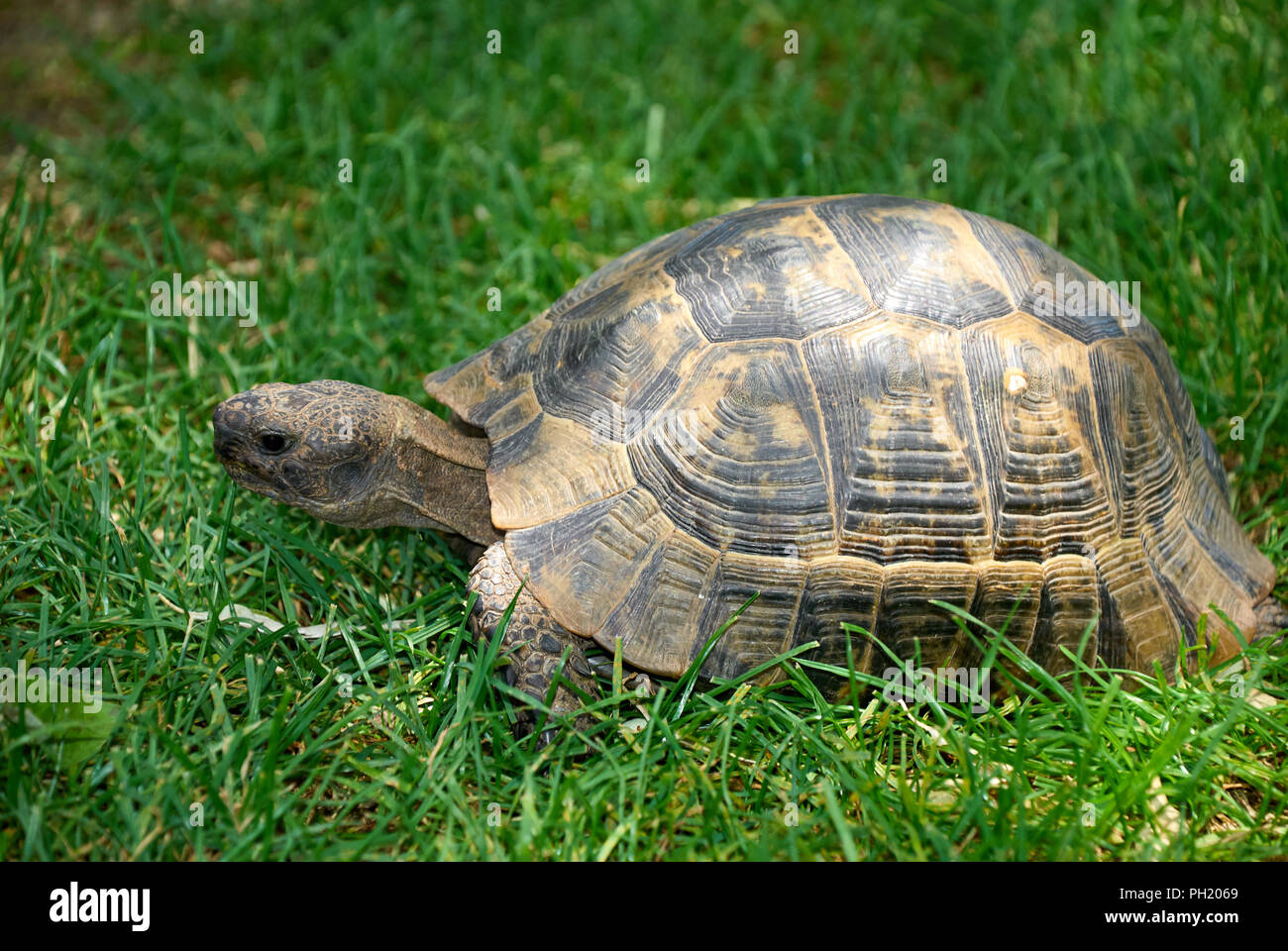 Turtle on the grass Stock Photo - Alamy