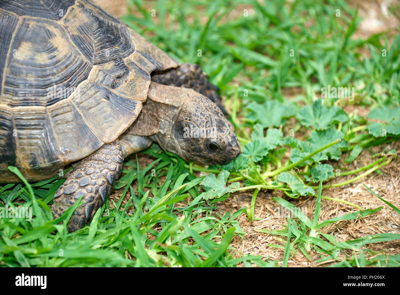 Turtle eating green grass Stock Photo - Alamy
