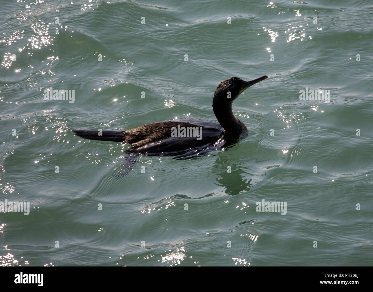 Sea bird brixham harbour hi-res stock photography and images - Alamy