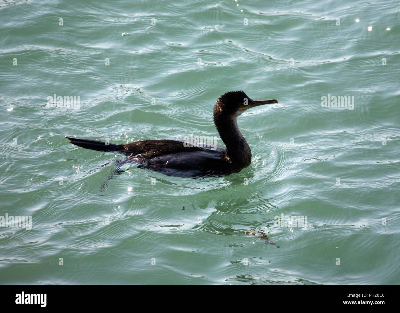 Sea bird brixham harbour hi-res stock photography and images - Alamy