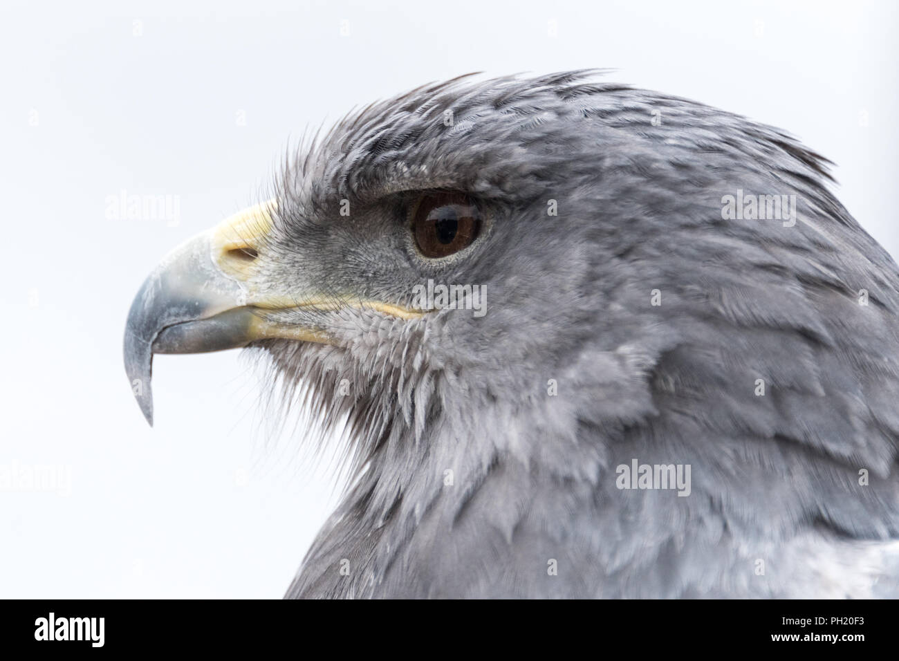 Chilean blue eagle hi-res stock photography and images - Alamy