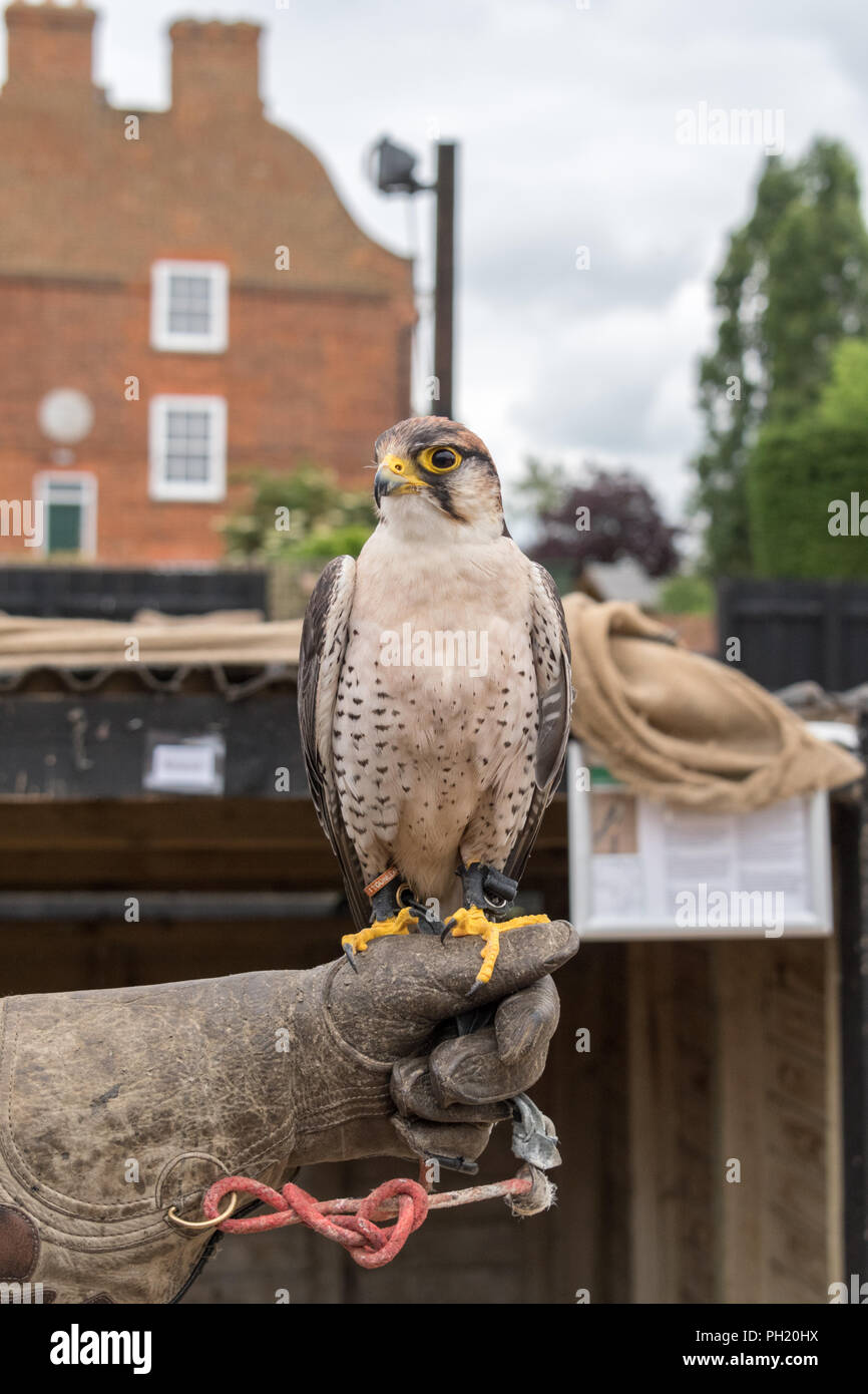 African Lanner Falcon High Resolution Stock Photography and Images - Alamy