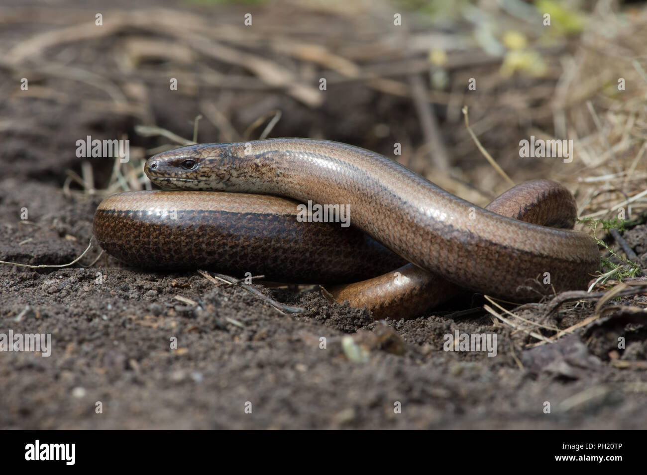 Legless hi-res stock photography and images - Alamy