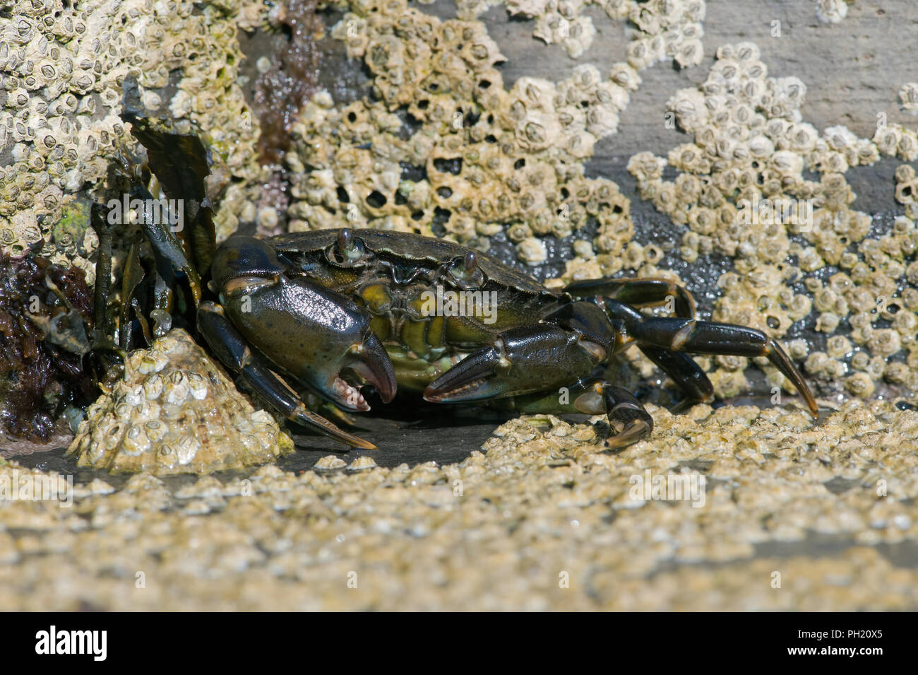 Common shore crab carcinus hi-res stock photography and images - Alamy