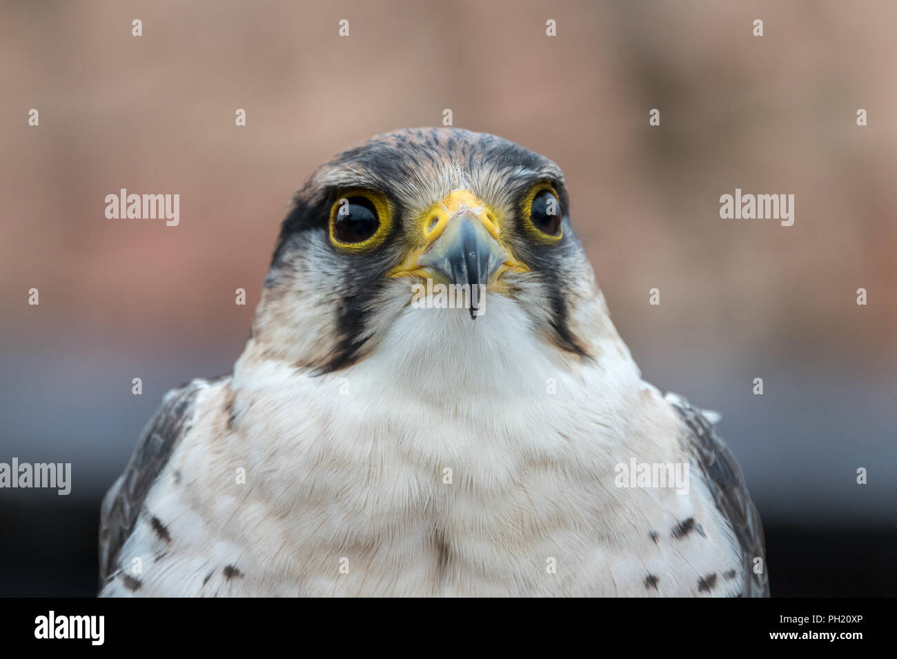 Lanner falcon bird hi-res stock photography and images - Alamy