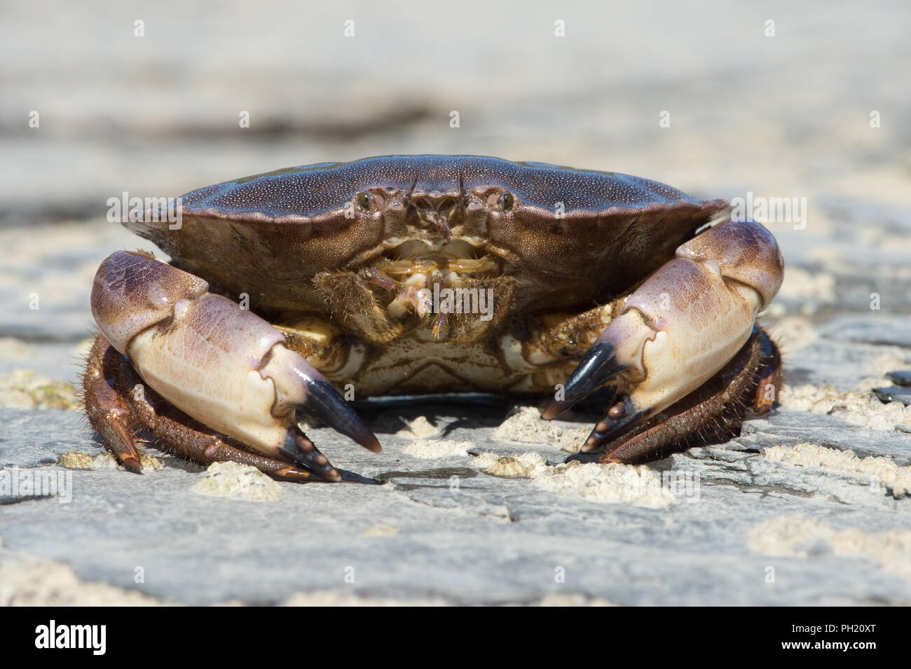 Brown Crab (Cancer pagurus Stock Photo - Alamy