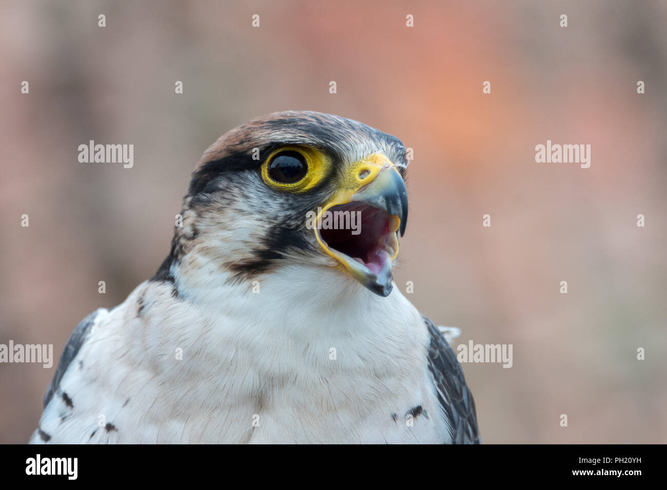 African Lanner Falcon High Resolution Stock Photography and Images - Alamy