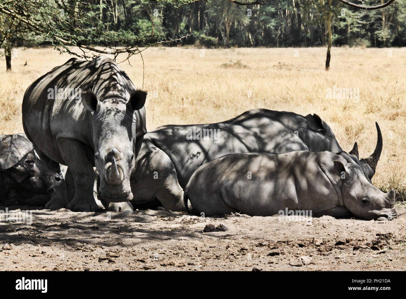 A picture of some Rhino's in Kenya Stock Photo - Alamy