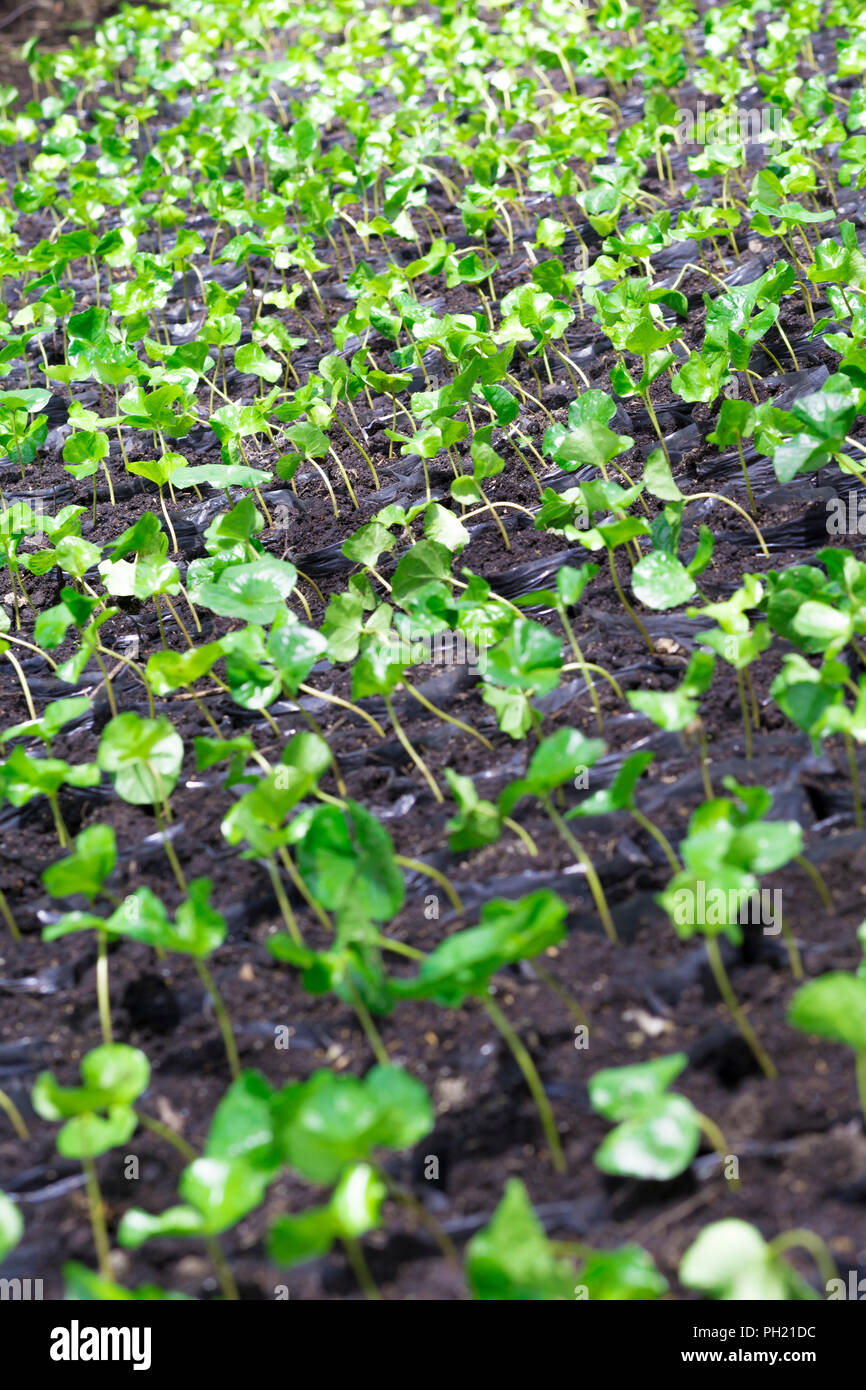 Agriculture and Seeding Plant seed growing in Farm Stock Photo - Alamy