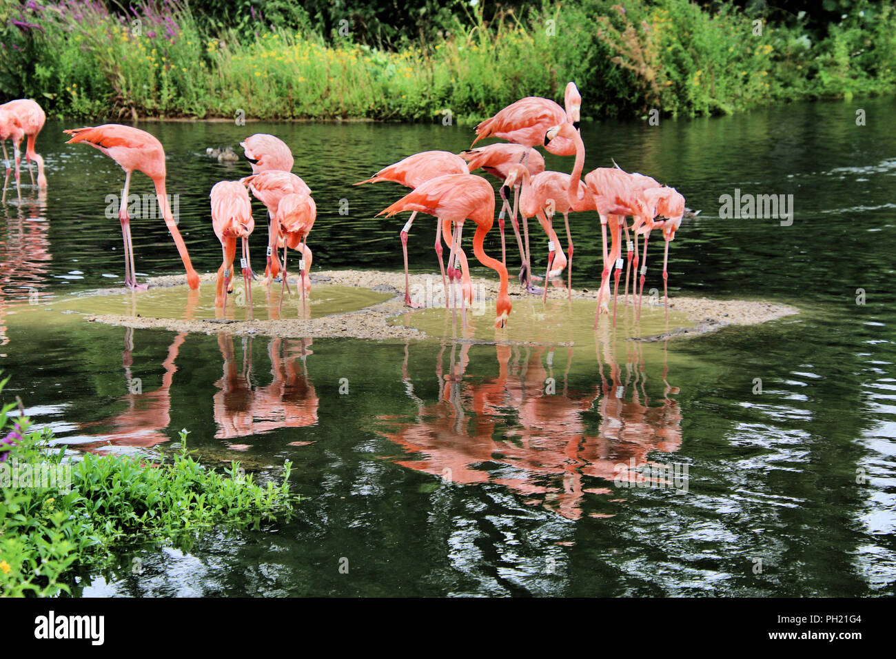 Slimbridge flamingos hi-res stock photography and images - Alamy