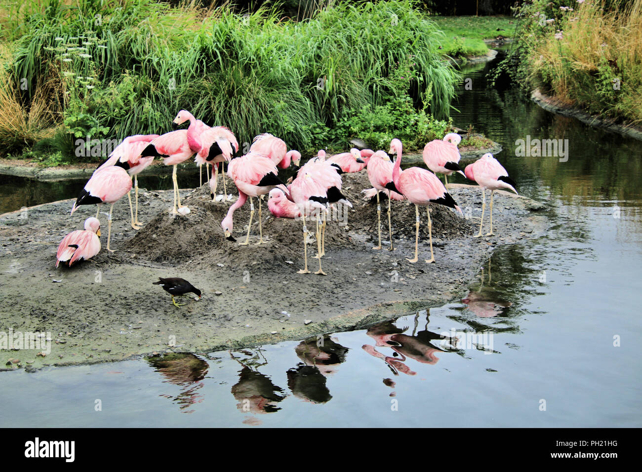 A view of a group of Flamingos at Slimbridge Stock Photo - Alamy