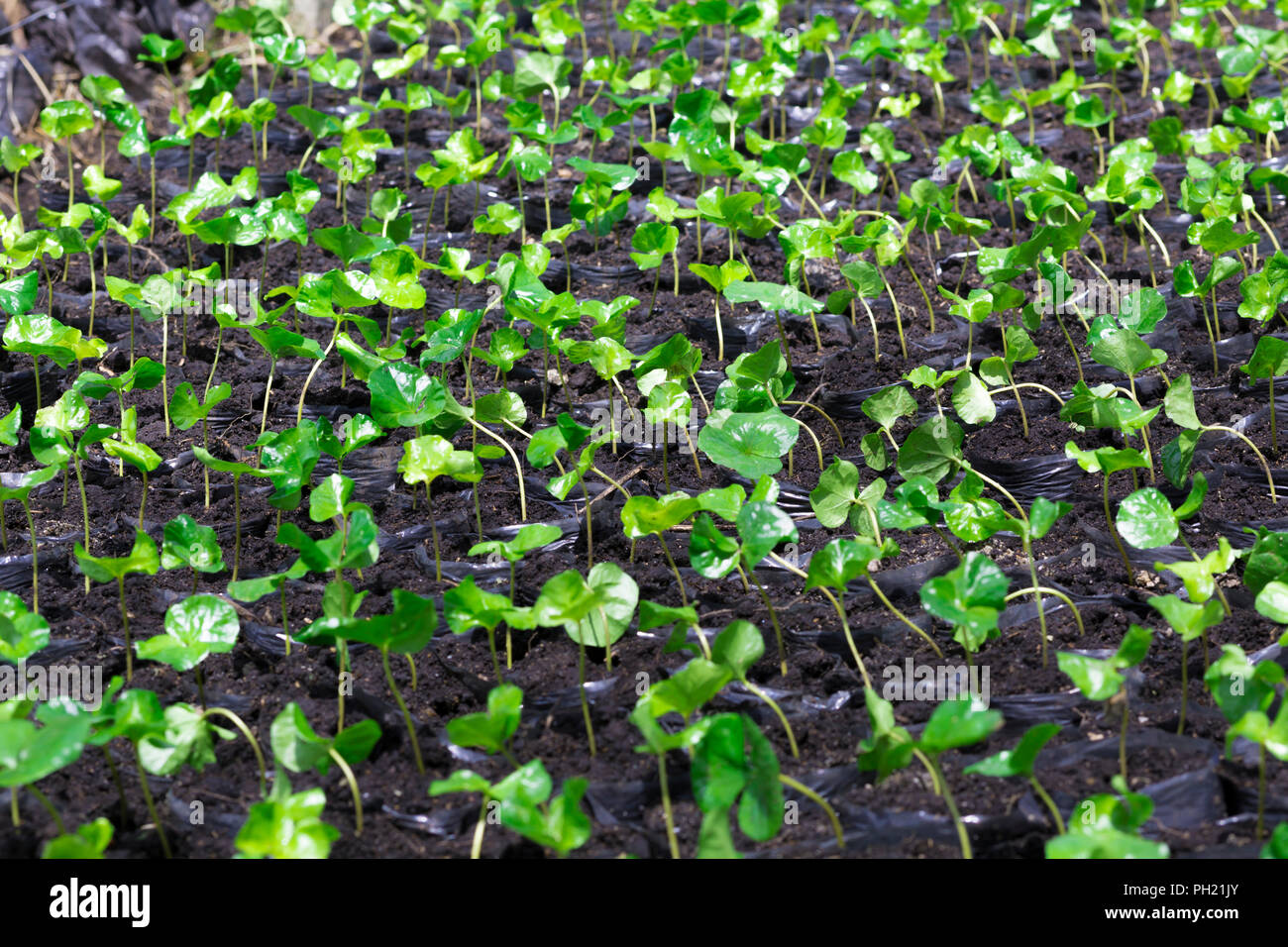 Agriculture and Seeding Plant seed growing in Farm Stock Photo - Alamy
