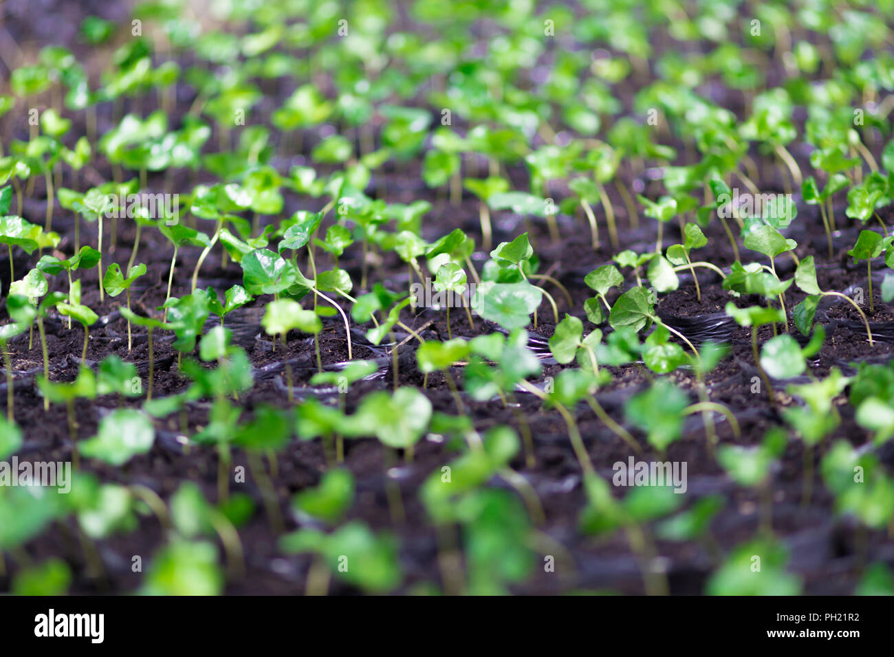 Agriculture and Seeding Plant seed growing in Farm Stock Photo - Alamy