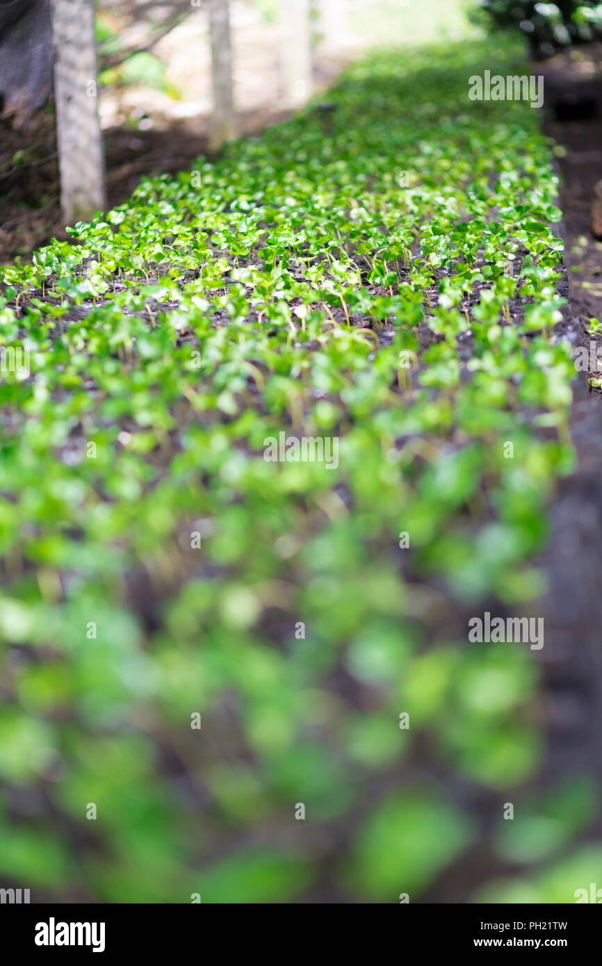Agriculture and Seeding Plant seed growing in Farm Stock Photo - Alamy