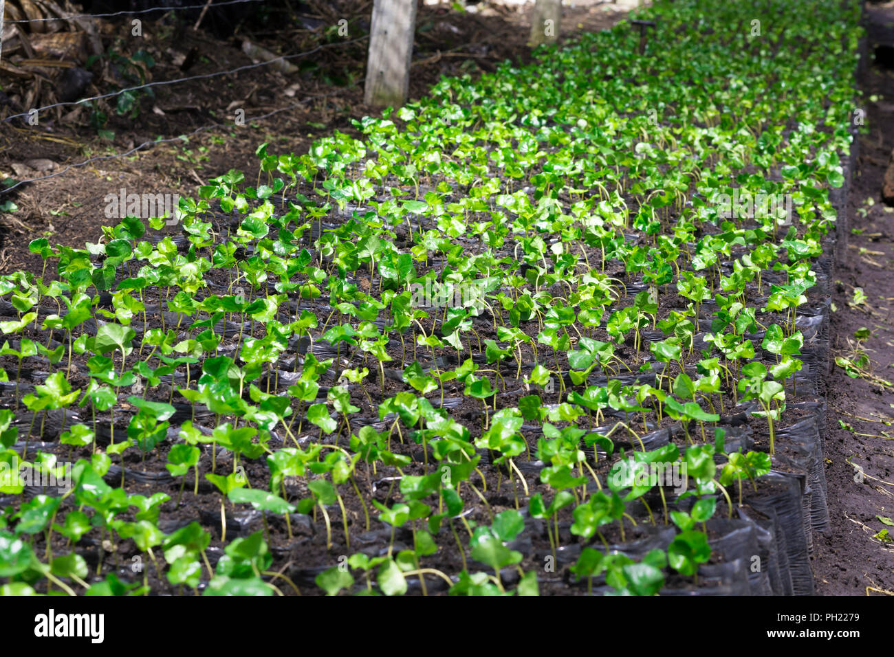Agriculture and Seeding Plant seed growing in Farm Stock Photo - Alamy