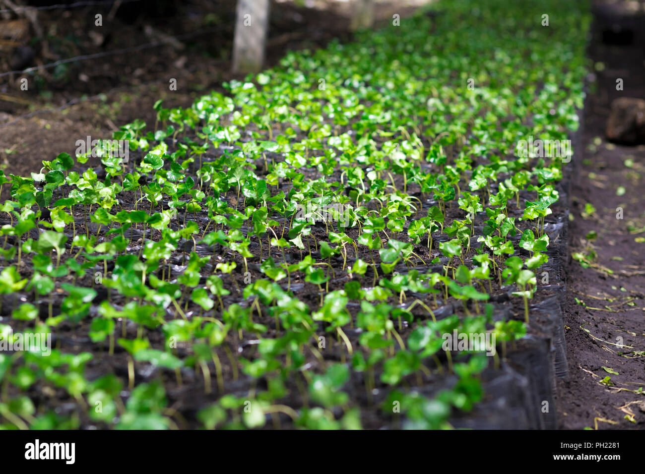 Seeding plant seed growing hi-res stock photography and images - Alamy
