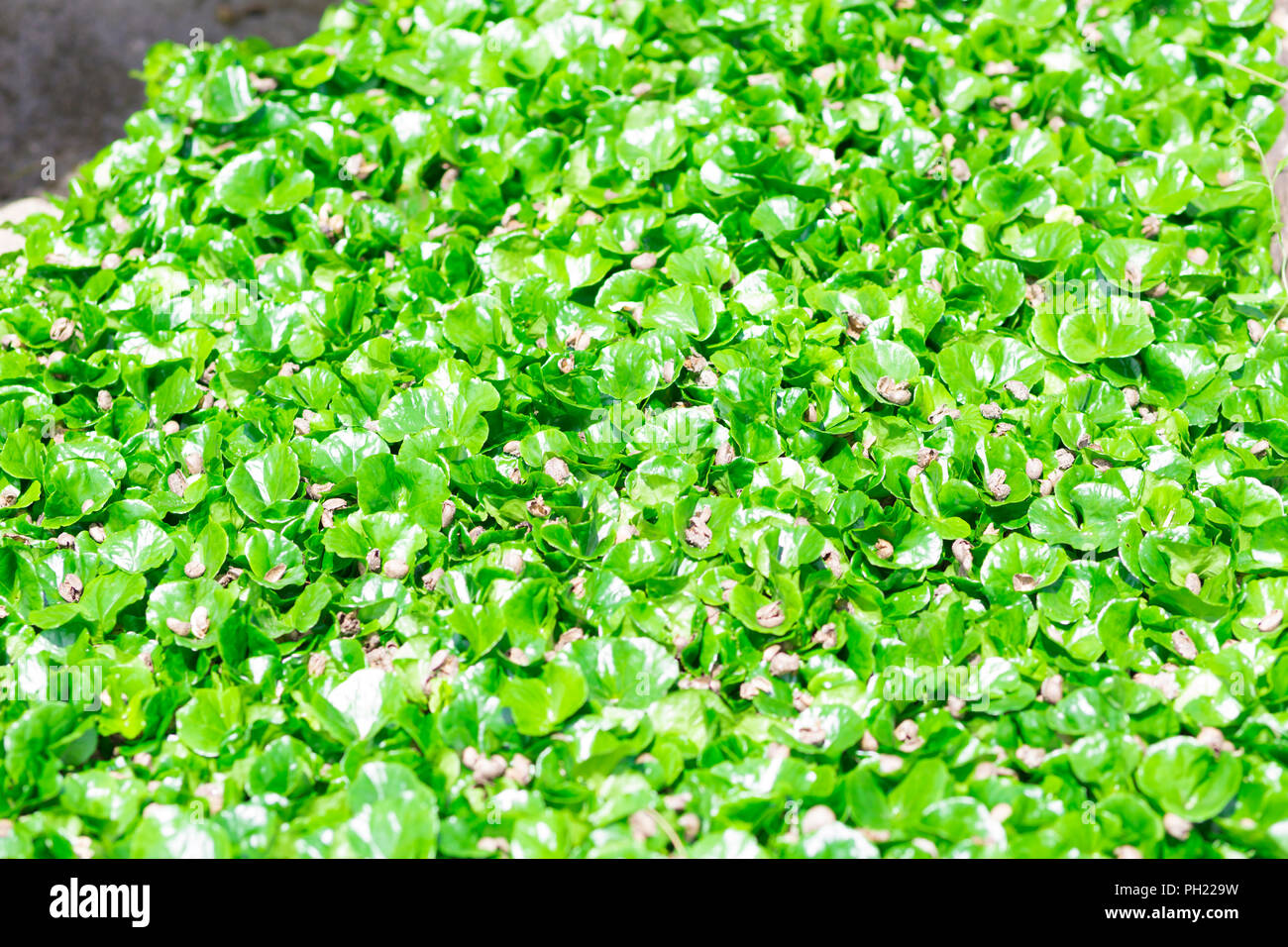 Agriculture and Seeding Plant seed growing in Farm Stock Photo - Alamy