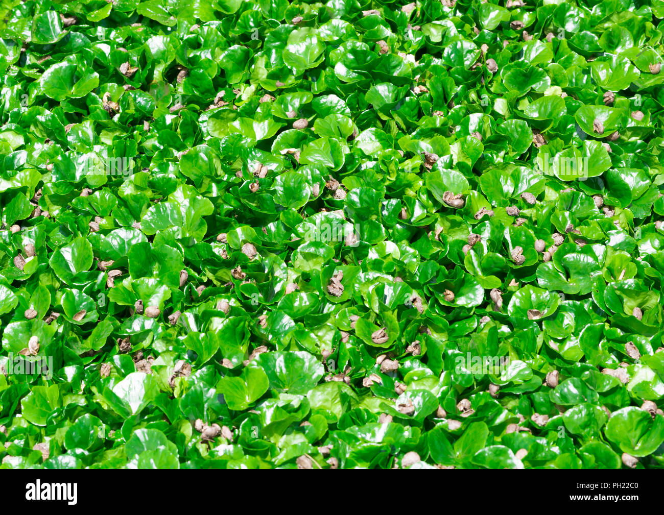 Agriculture and Seeding Plant seed growing in Farm Stock Photo - Alamy