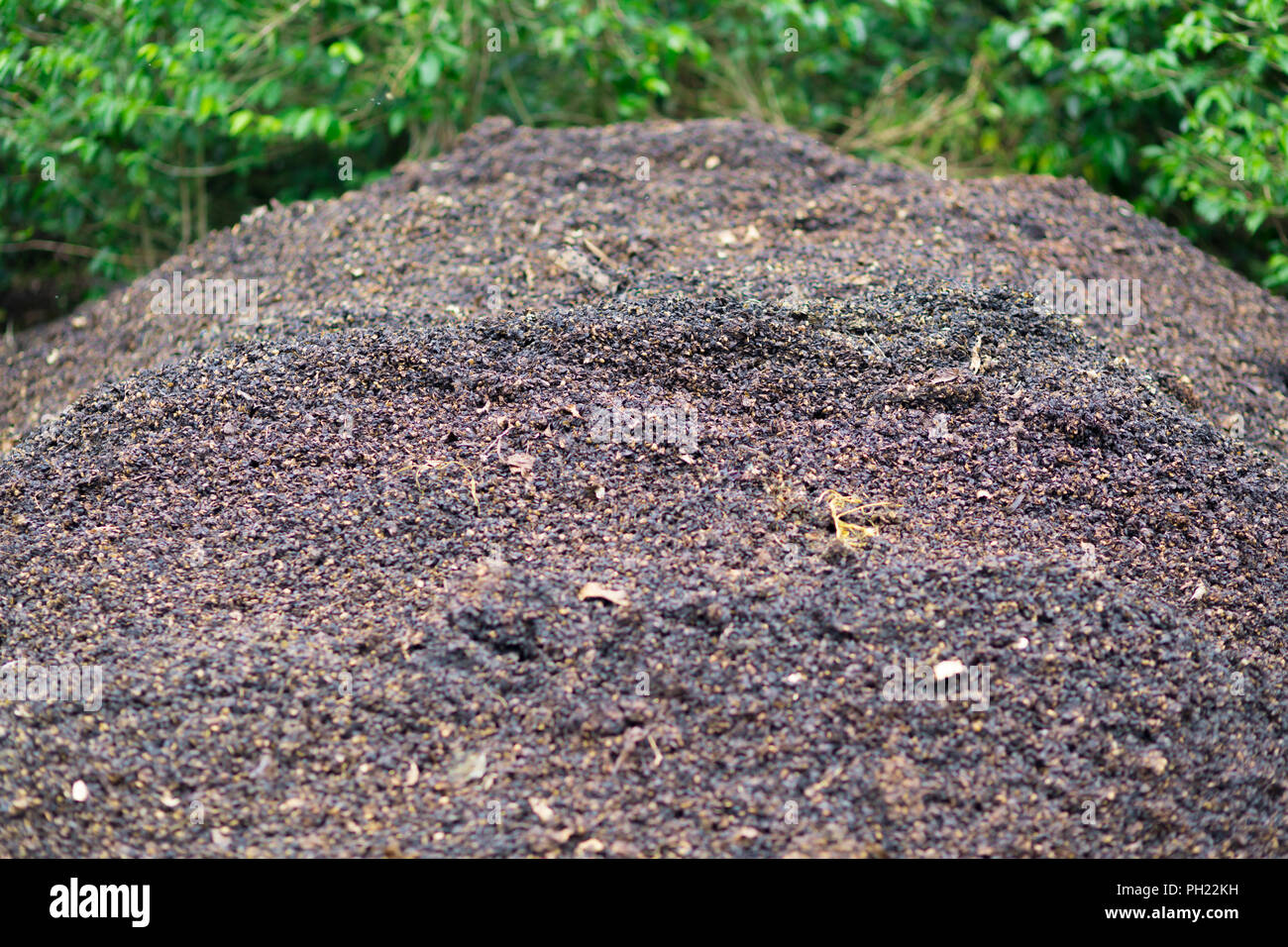 Pile of Soil Humus Ready, Rotten Fruit on Ground made compost Stock ...